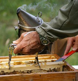 Vente de matériel apicole pour les apiculteurs - Thomas Apiculture